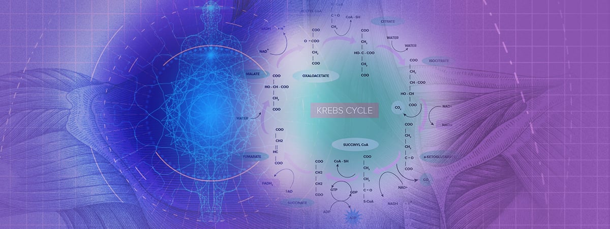 Greater and Lesser Trochanter - Bio Lexicon