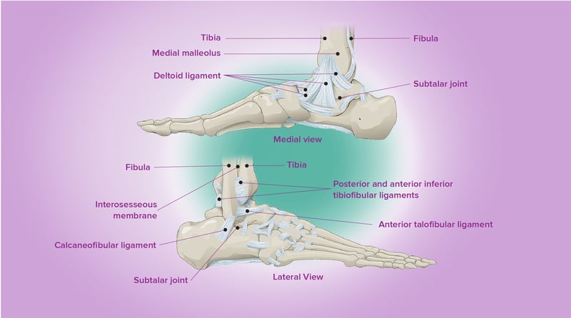 Foot and Ankle and Subtalar Joint - Bio Lexicon