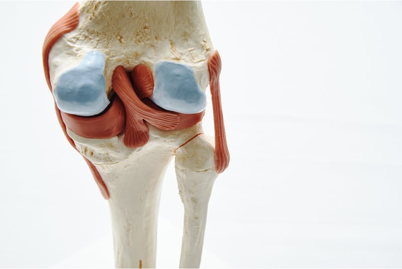 Cartilage - Bio Lexicon