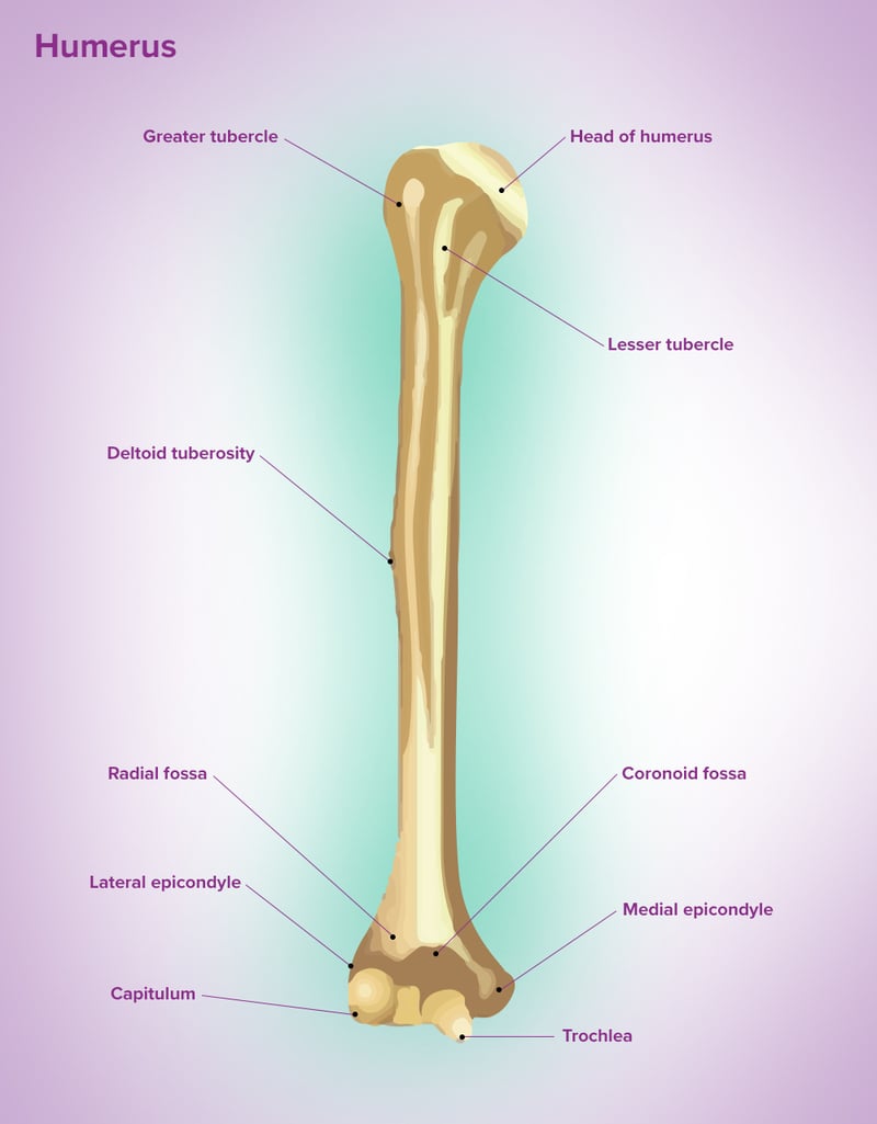 Lateral Epicondyle of the Humerus - Bio Lexicon