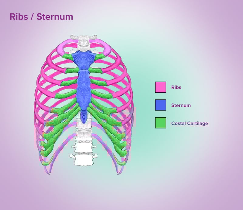 Ribs and Sternum - Bio Lexicon