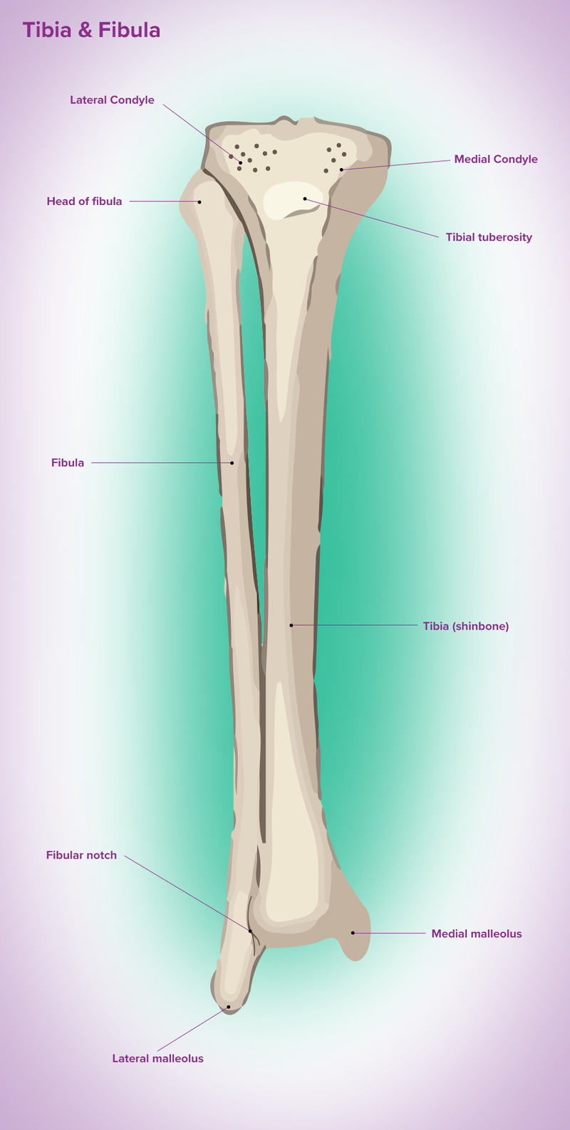 Lateral Malleolus - Bio Lexicon