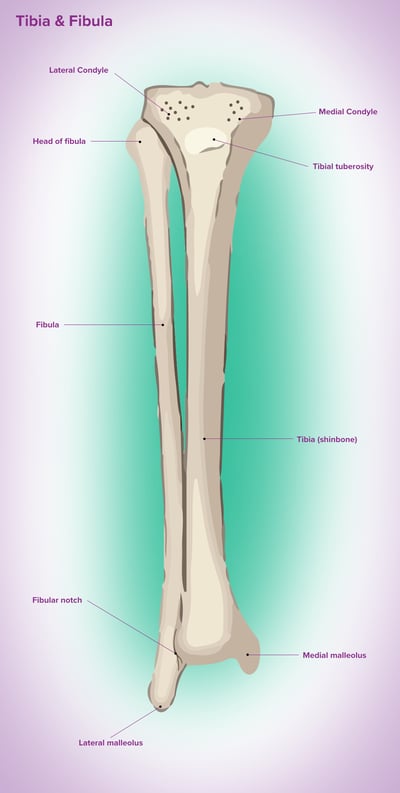 Fibular Head - Bio Lexicon