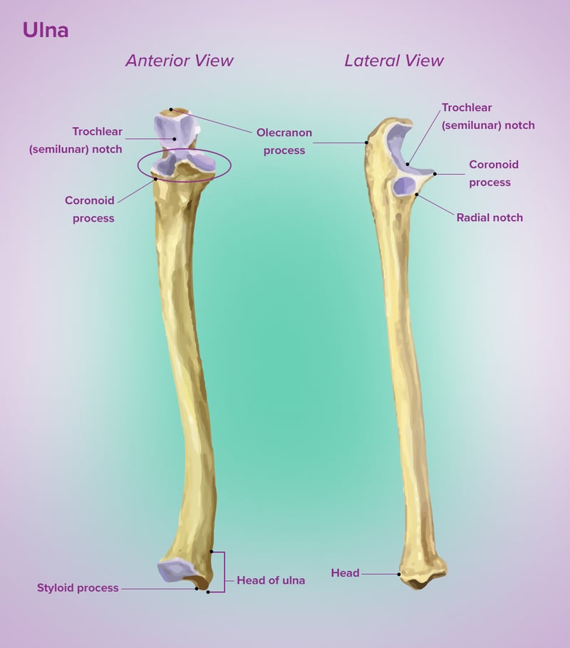 Head of the Ulna - Bio Lexicon