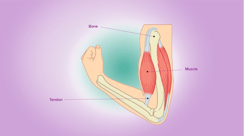 Tendon - Bio Lexicon