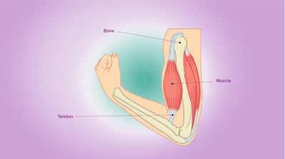 Tendon - Bio Lexicon