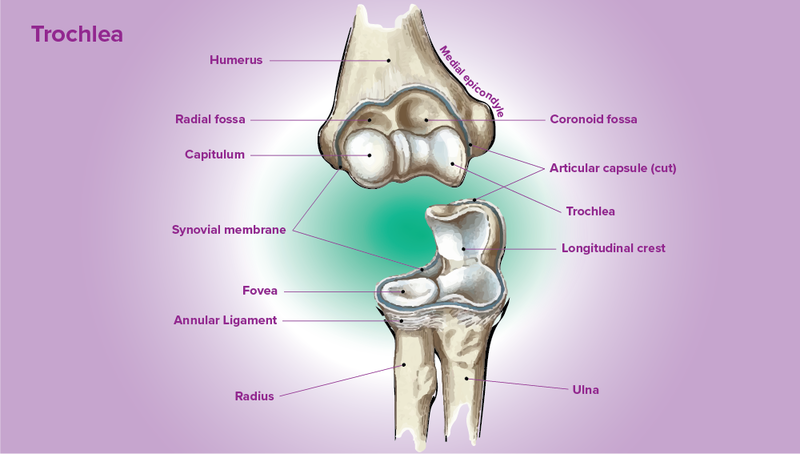 Trochlea - Bio Lexicon